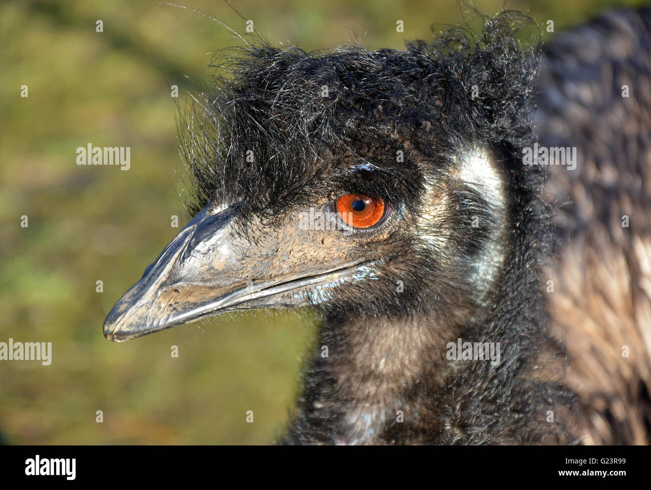Crazy emu hair hi-res stock photography and images - Alamy