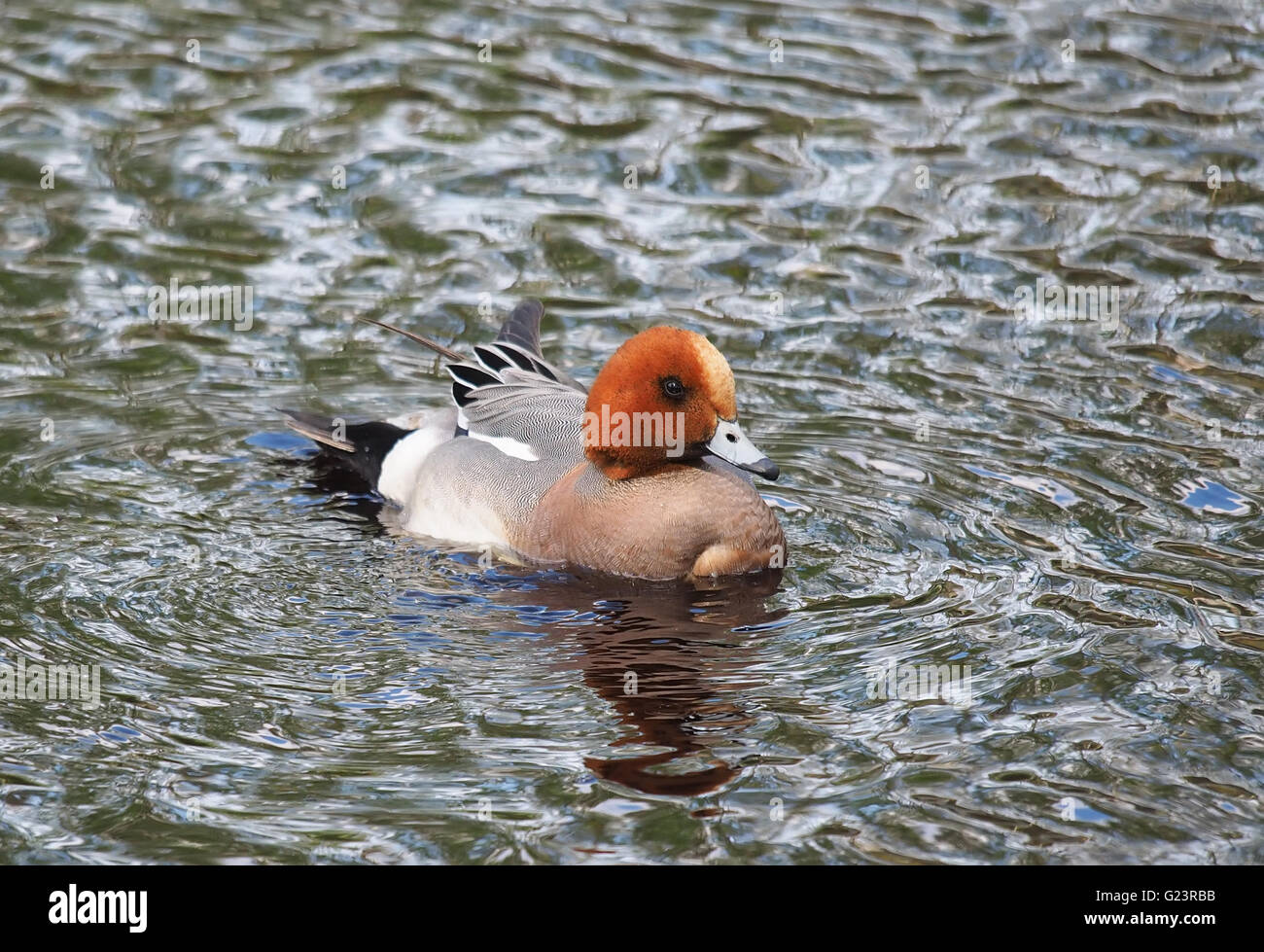 wigeon duck (Anas penelope) on the river Stock Photo - Alamy