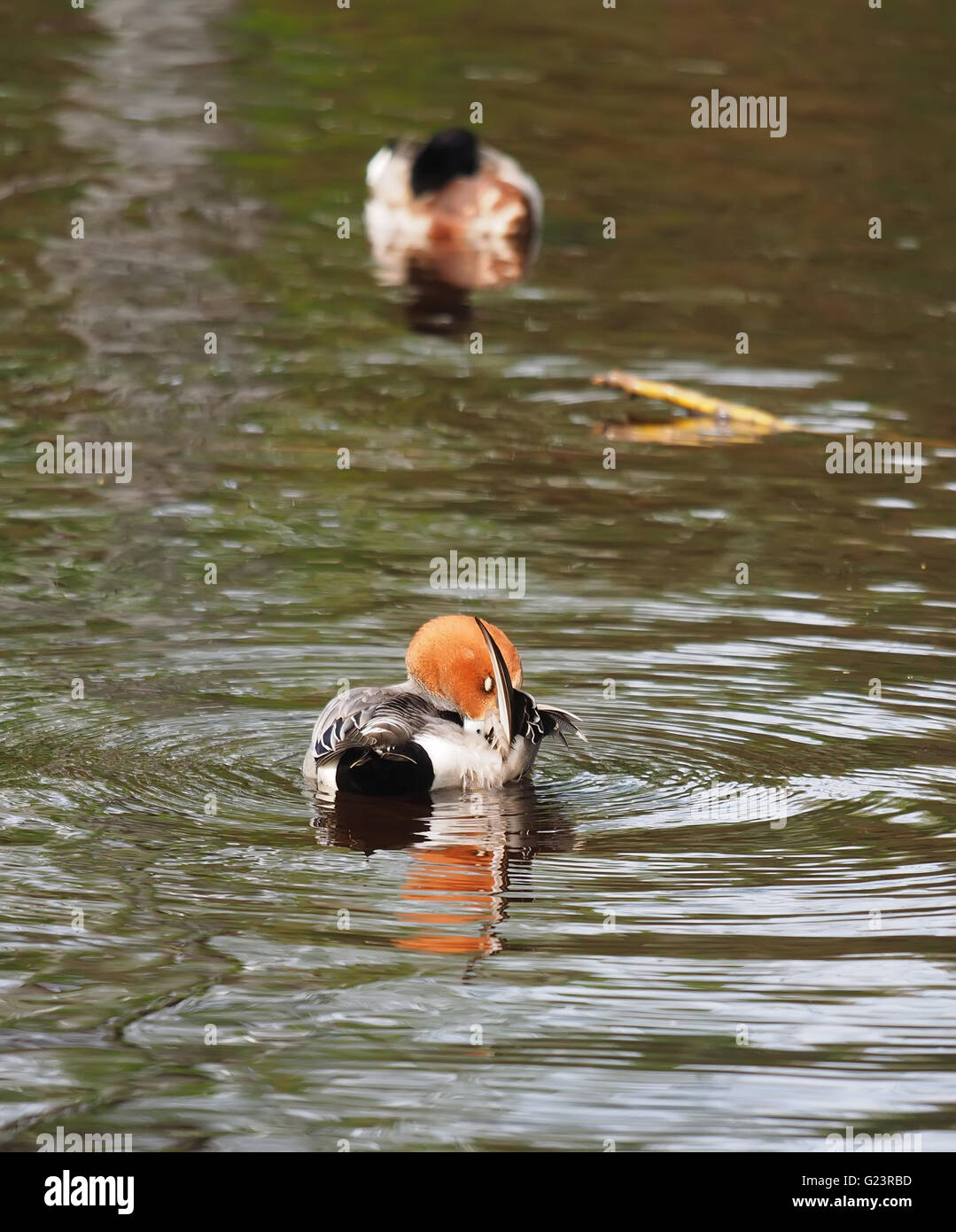 wigeon duck (Anas penelope) on the river Stock Photo - Alamy
