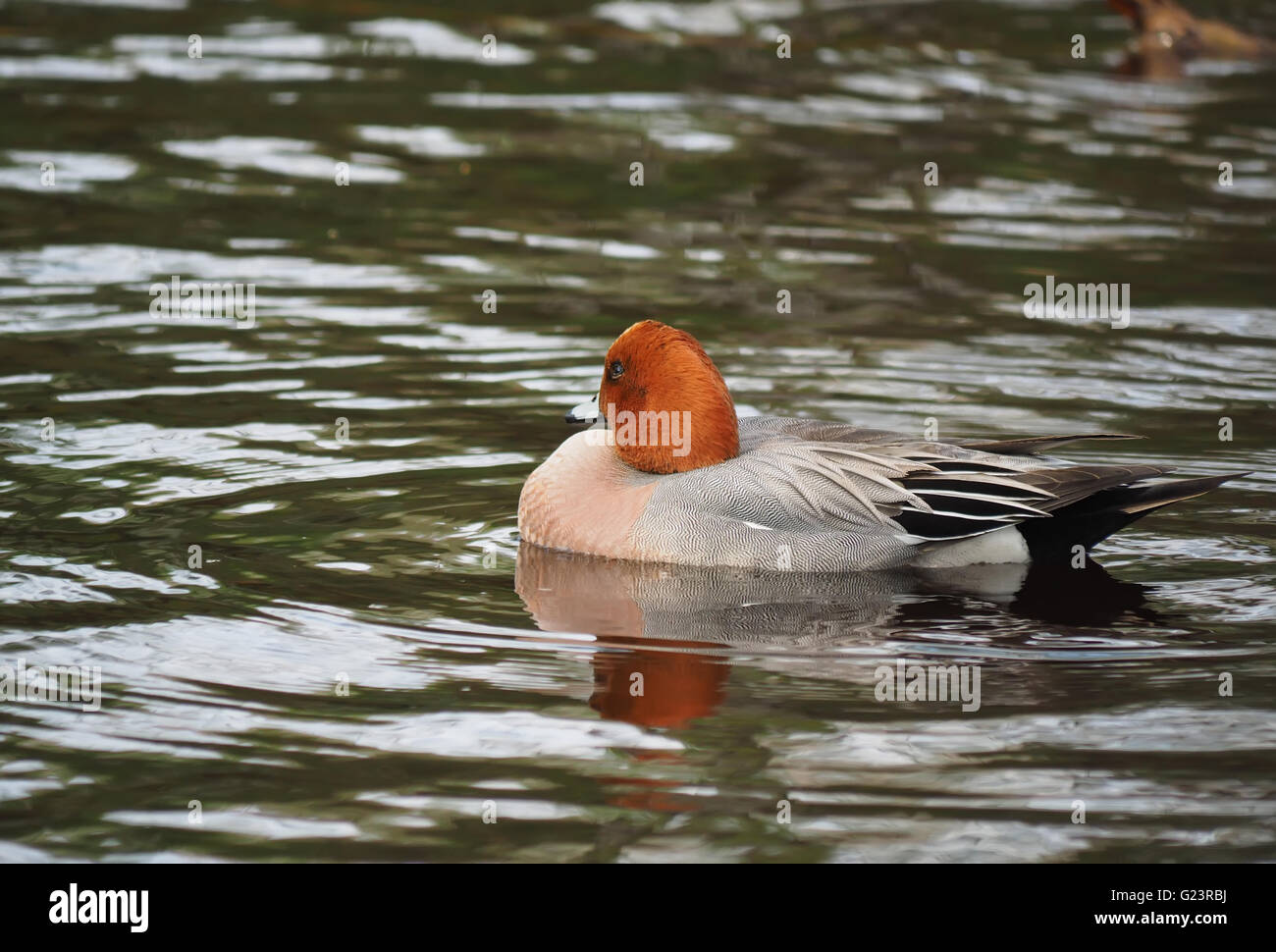 wigeon duck (Anas penelope) on the river Stock Photo - Alamy