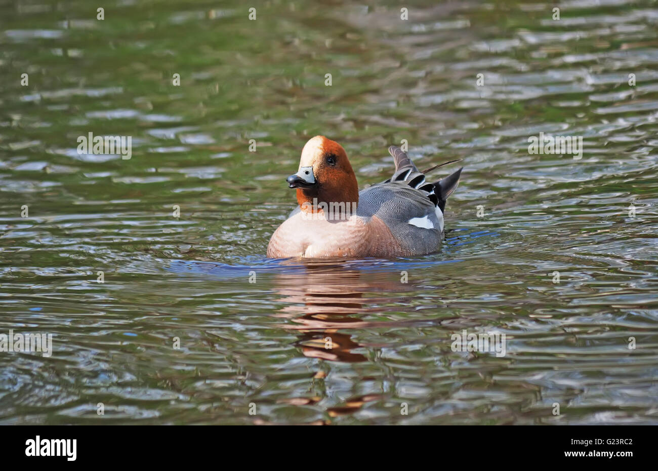 wigeon duck (Anas penelope) on the river Stock Photo - Alamy