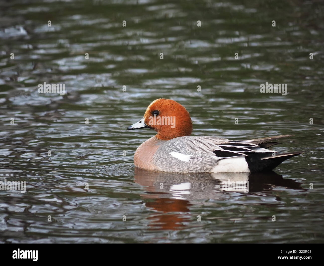 wigeon duck (Anas penelope) on the river Stock Photo - Alamy