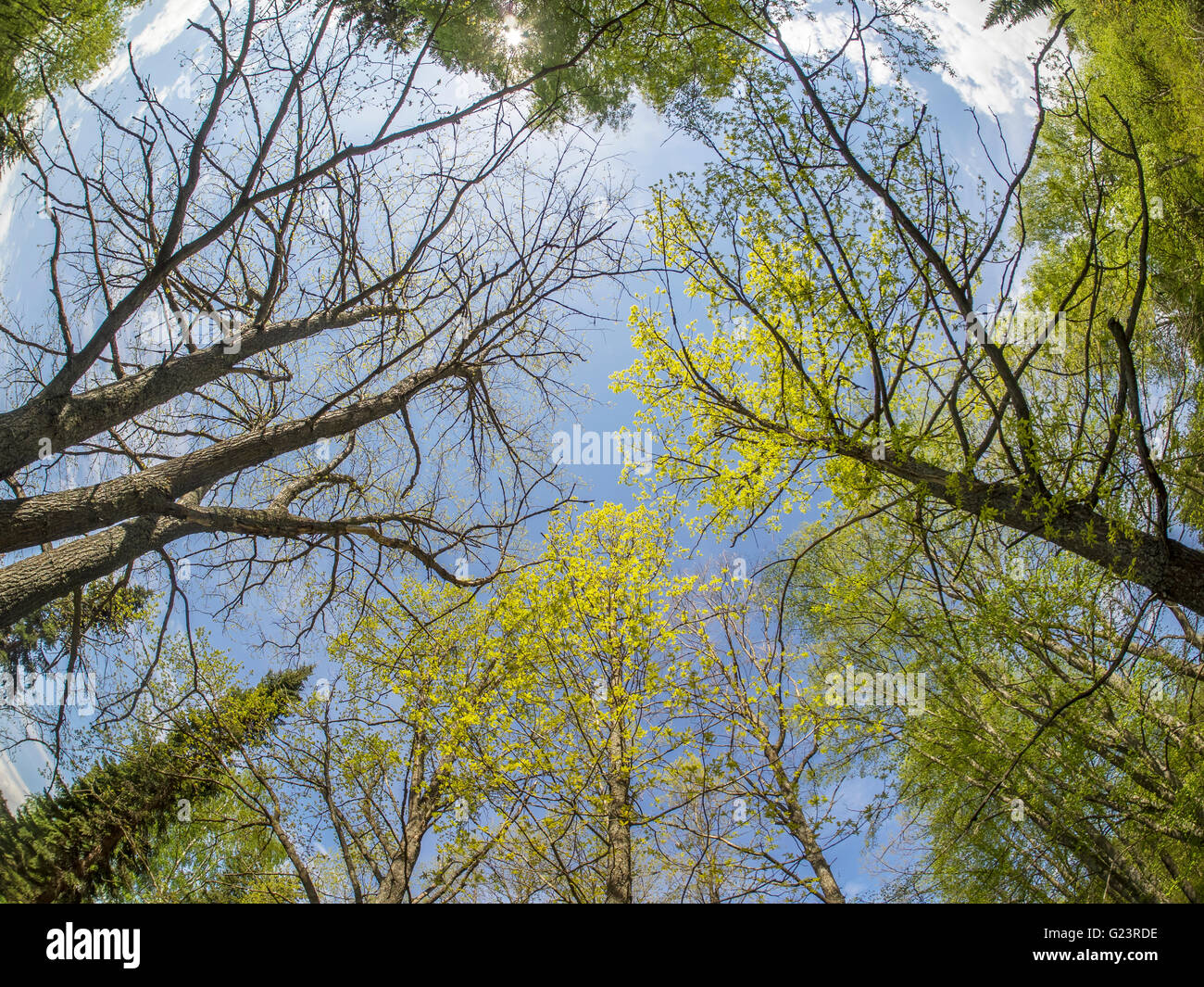 trees from the bottom up Stock Photo - Alamy