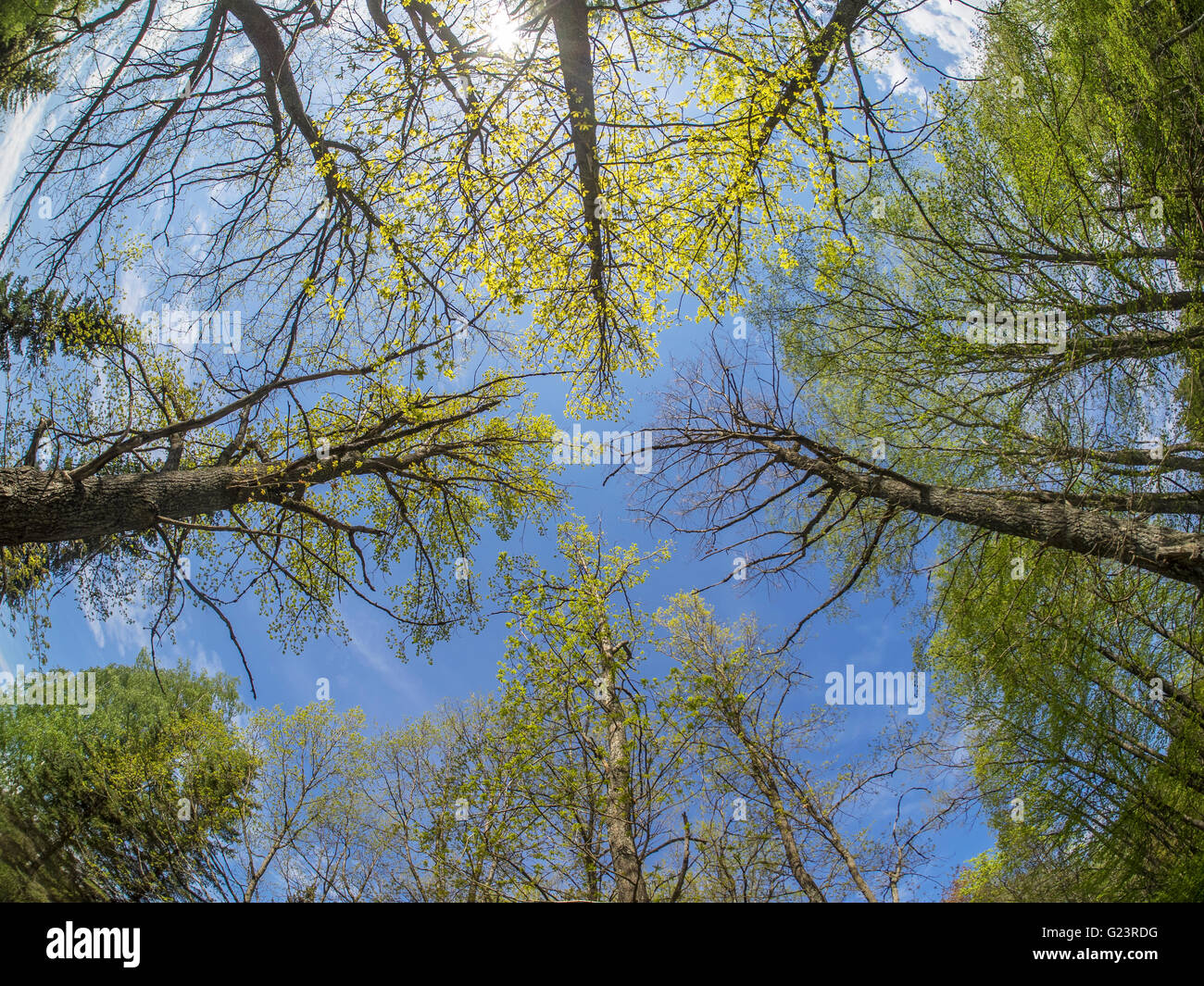 trees from the bottom up Stock Photo - Alamy