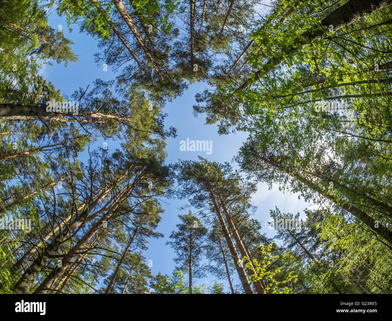 trees from the bottom up Stock Photo - Alamy