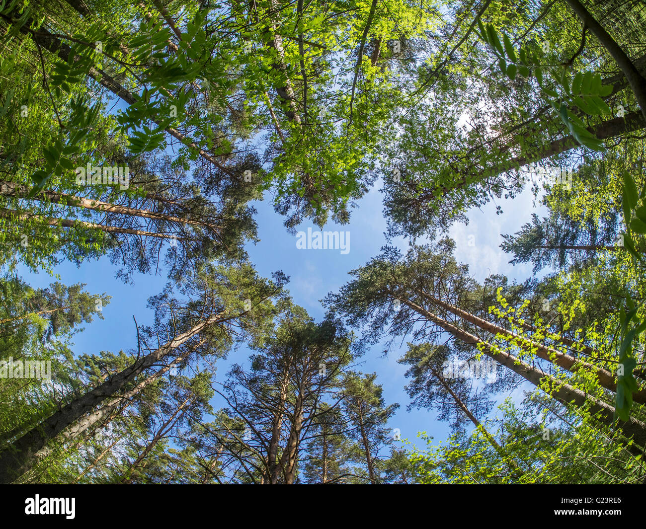 trees from the bottom up Stock Photo - Alamy