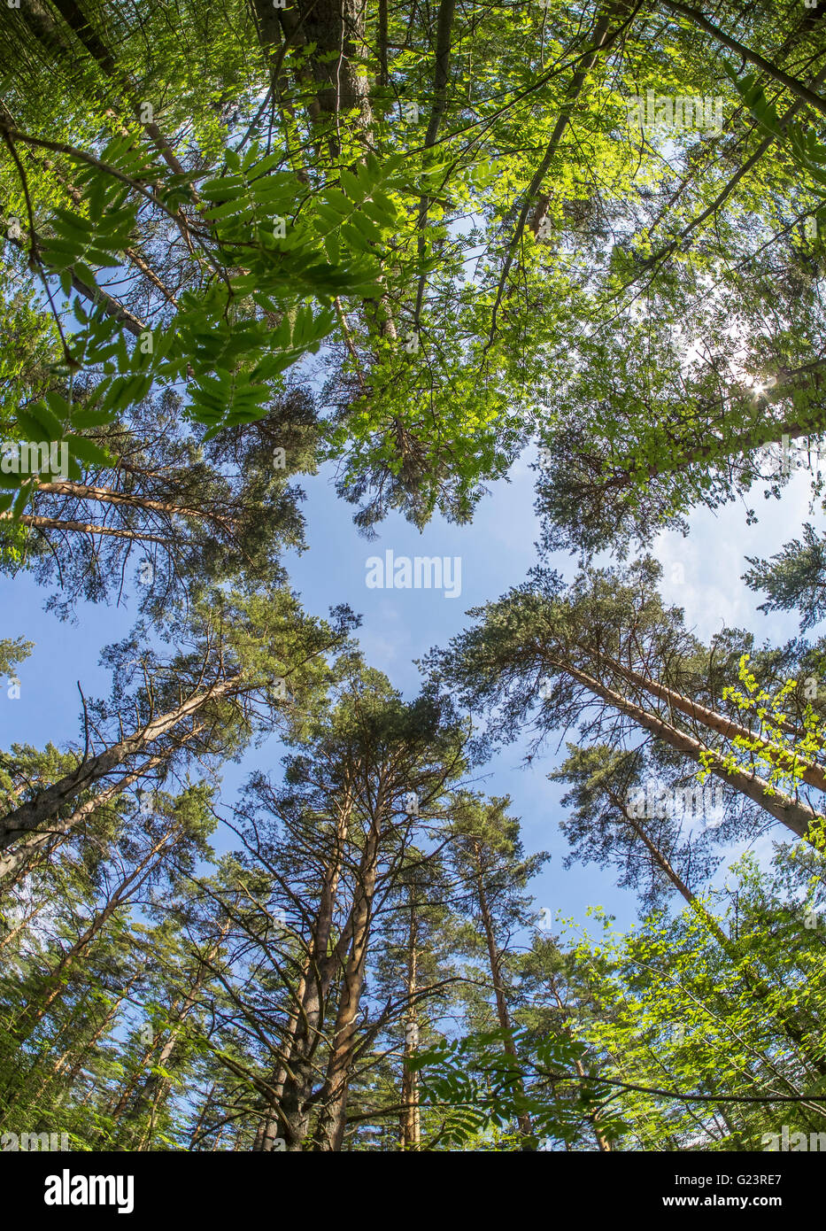 trees from the bottom up Stock Photo - Alamy