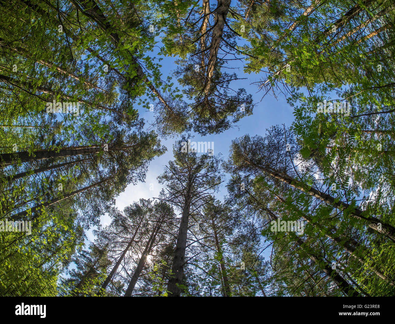 trees from the bottom up Stock Photo - Alamy