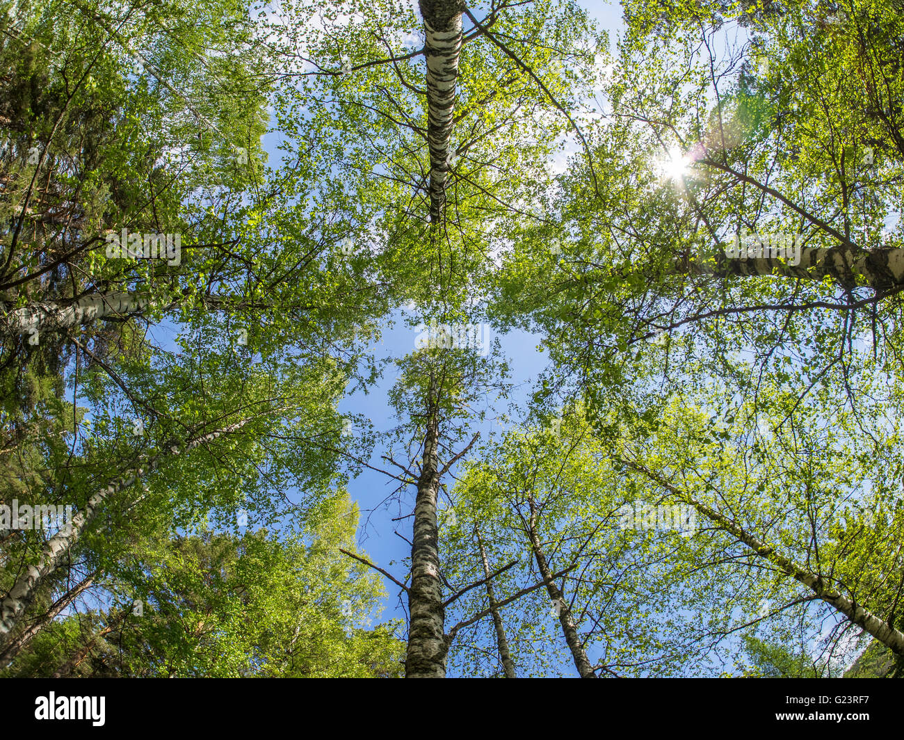 trees from the bottom up Stock Photo - Alamy