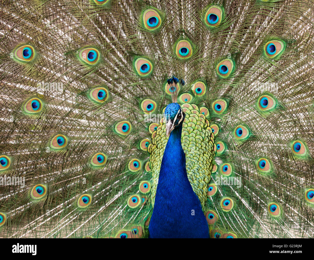 Male peacock displaying tail feathers Stock Photo - Alamy
