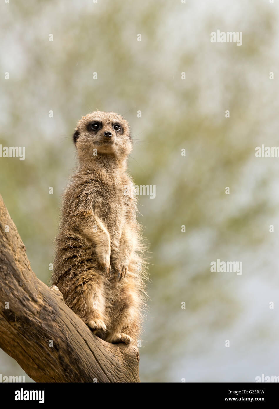 Meerkat standing guard on tree branch Stock Photo - Alamy