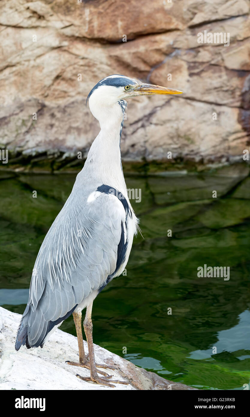Grey heron water bird hi-res stock photography and images - Alamy