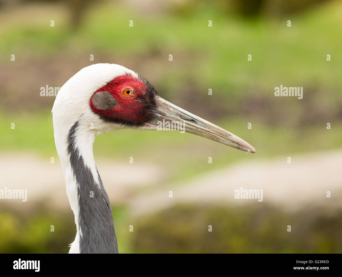White crane with red neck hi-res stock photography and images - Alamy