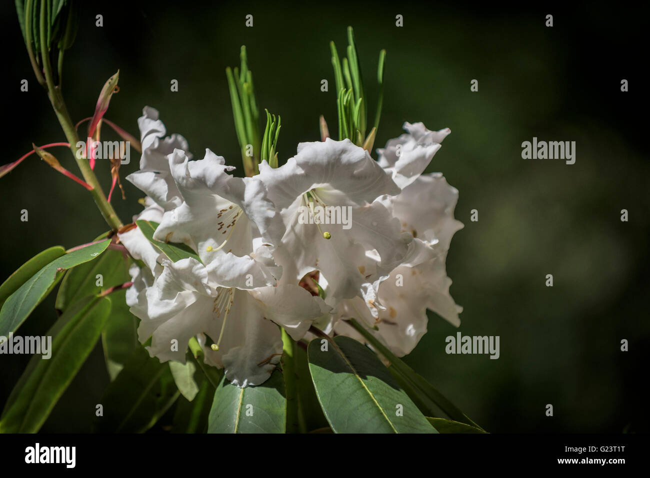 Falconeri hi-res stock photography and images - Alamy