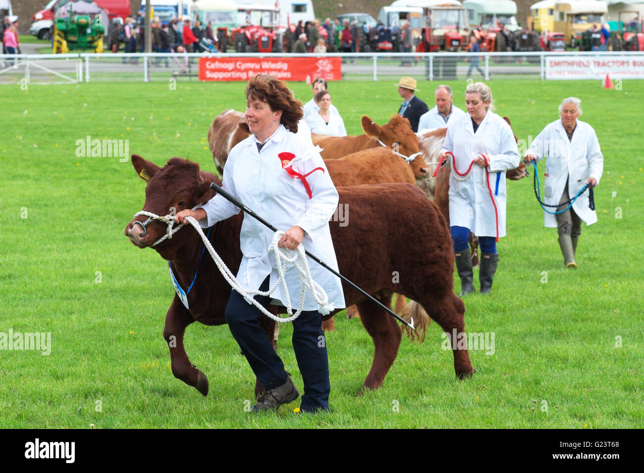 Builth Wells Royal Welsh Spring Festival show May 2016 - cattle parade ...