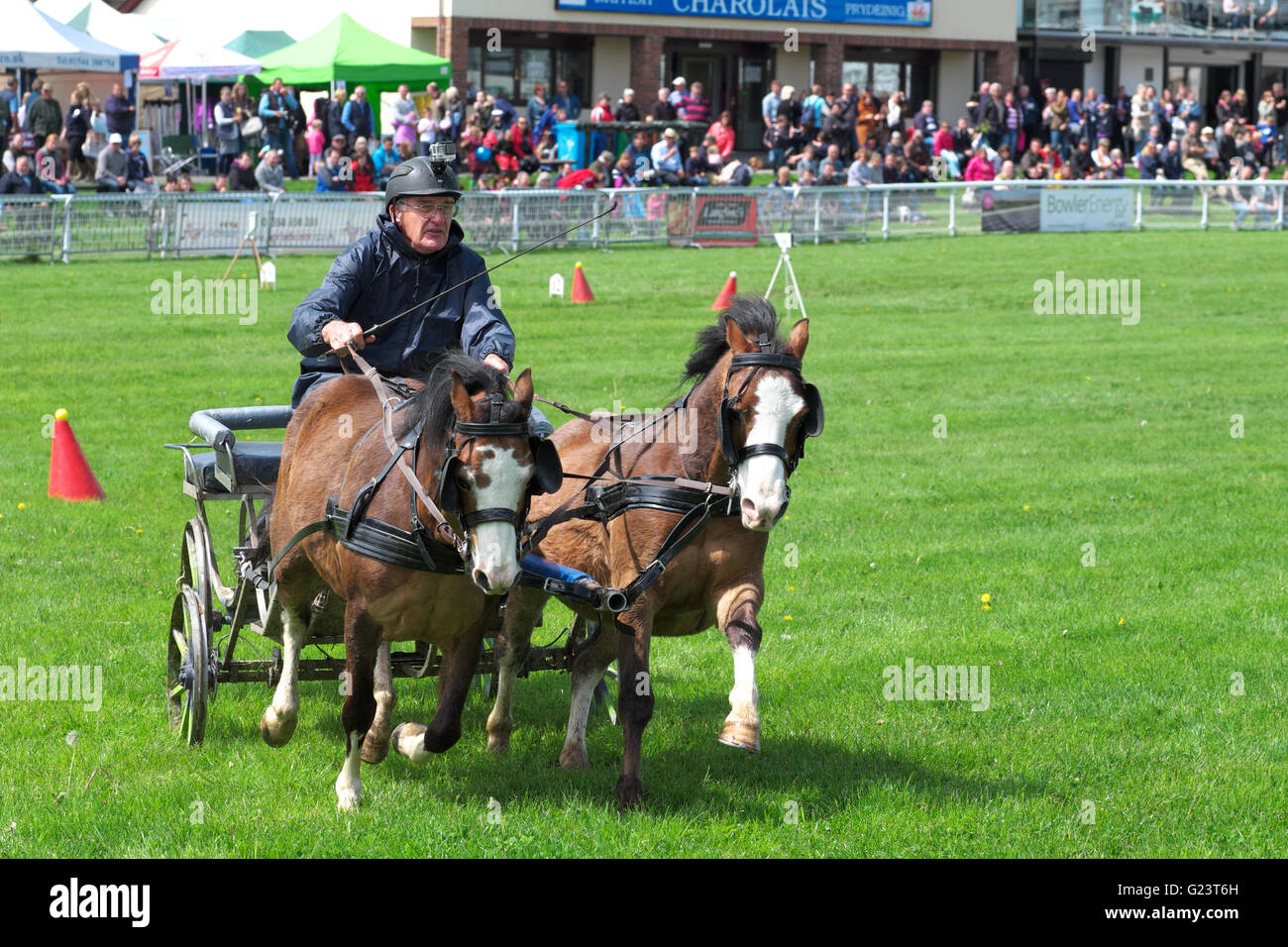 Scurry hi-res stock photography and images - Alamy