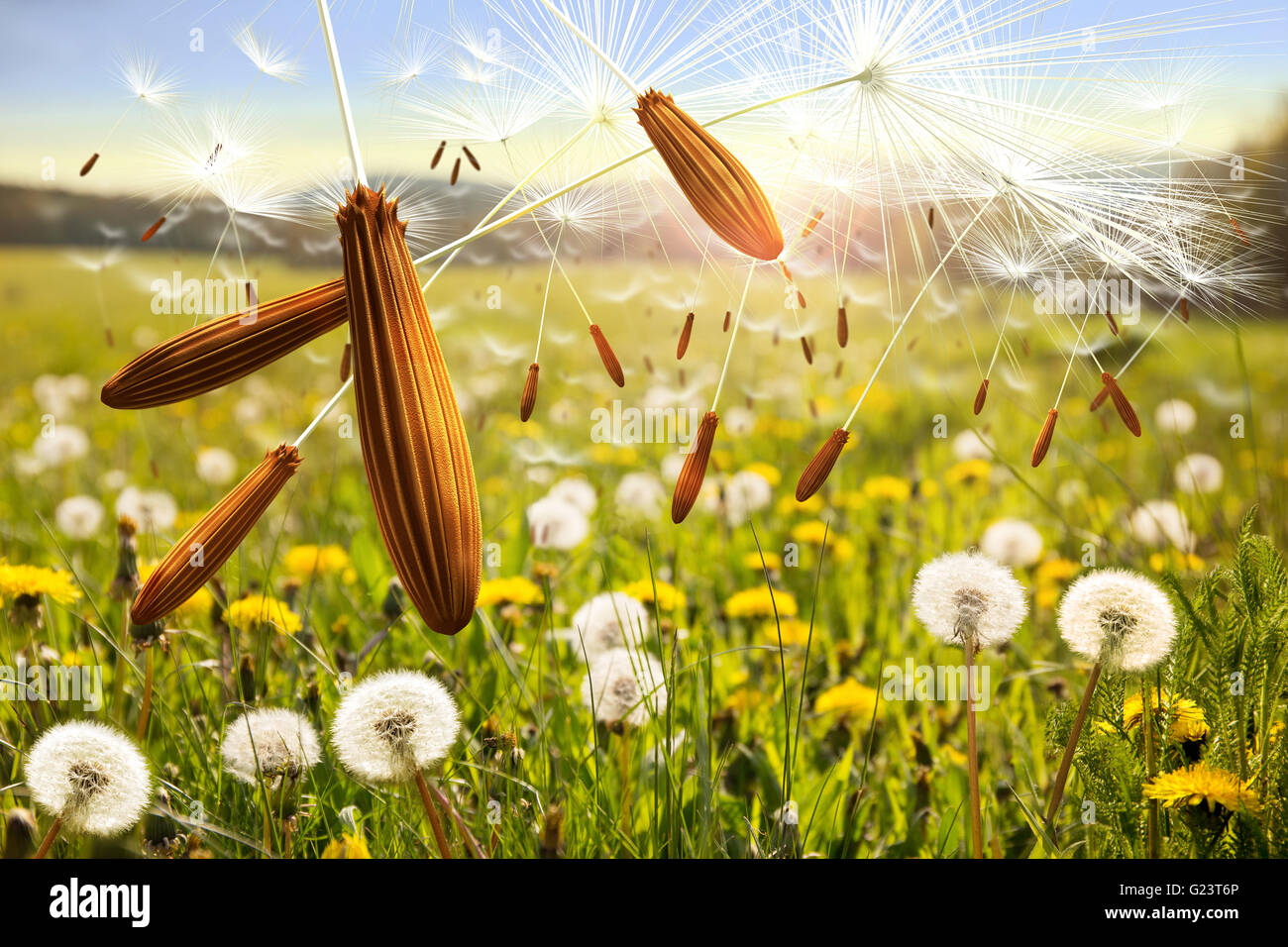 Dandelion seeds blowing in wind hi-res stock photography and images - Alamy