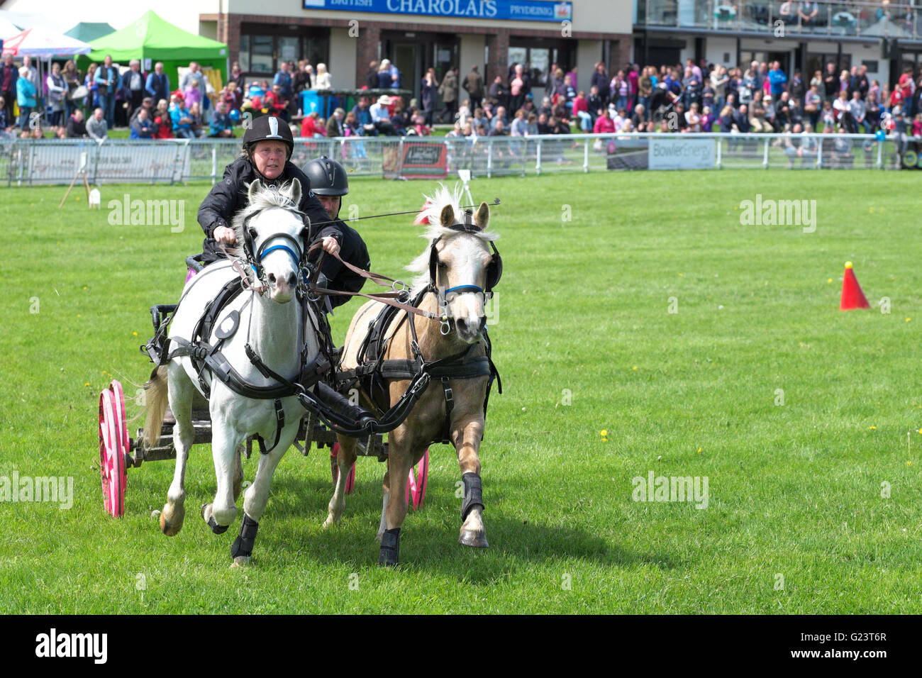 Scurry High Resolution Stock Photography and Images - Alamy