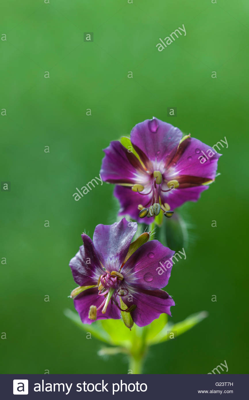 Geranium Phaeum Stock Photos & Geranium Phaeum Stock Images - Alamy