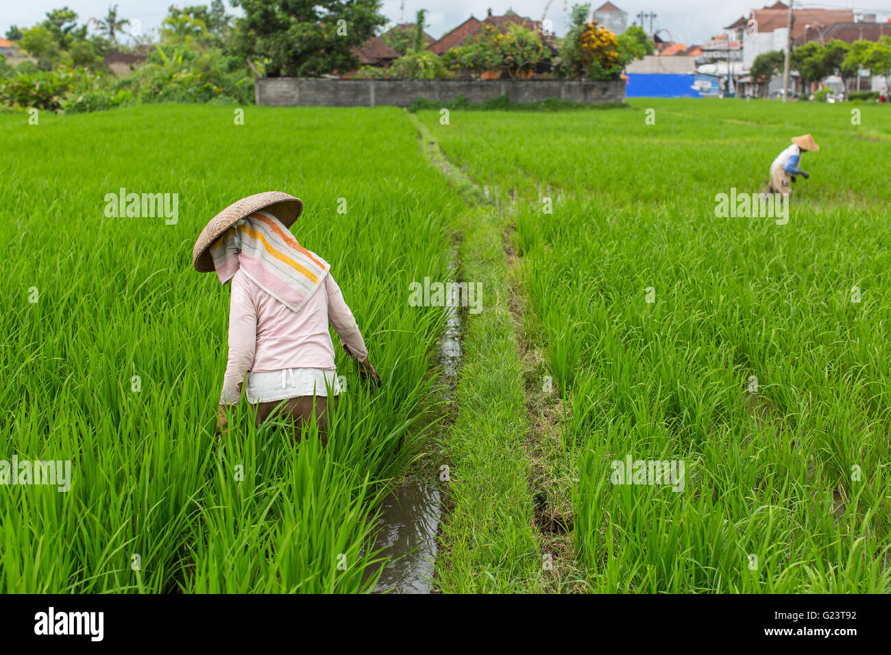 Indian farmers in paddy field hi-res stock photography and images - Alamy