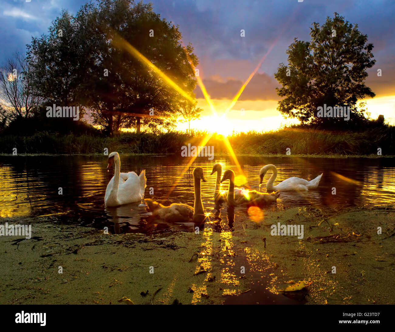 Swans group unique hi-res stock photography and images - Alamy