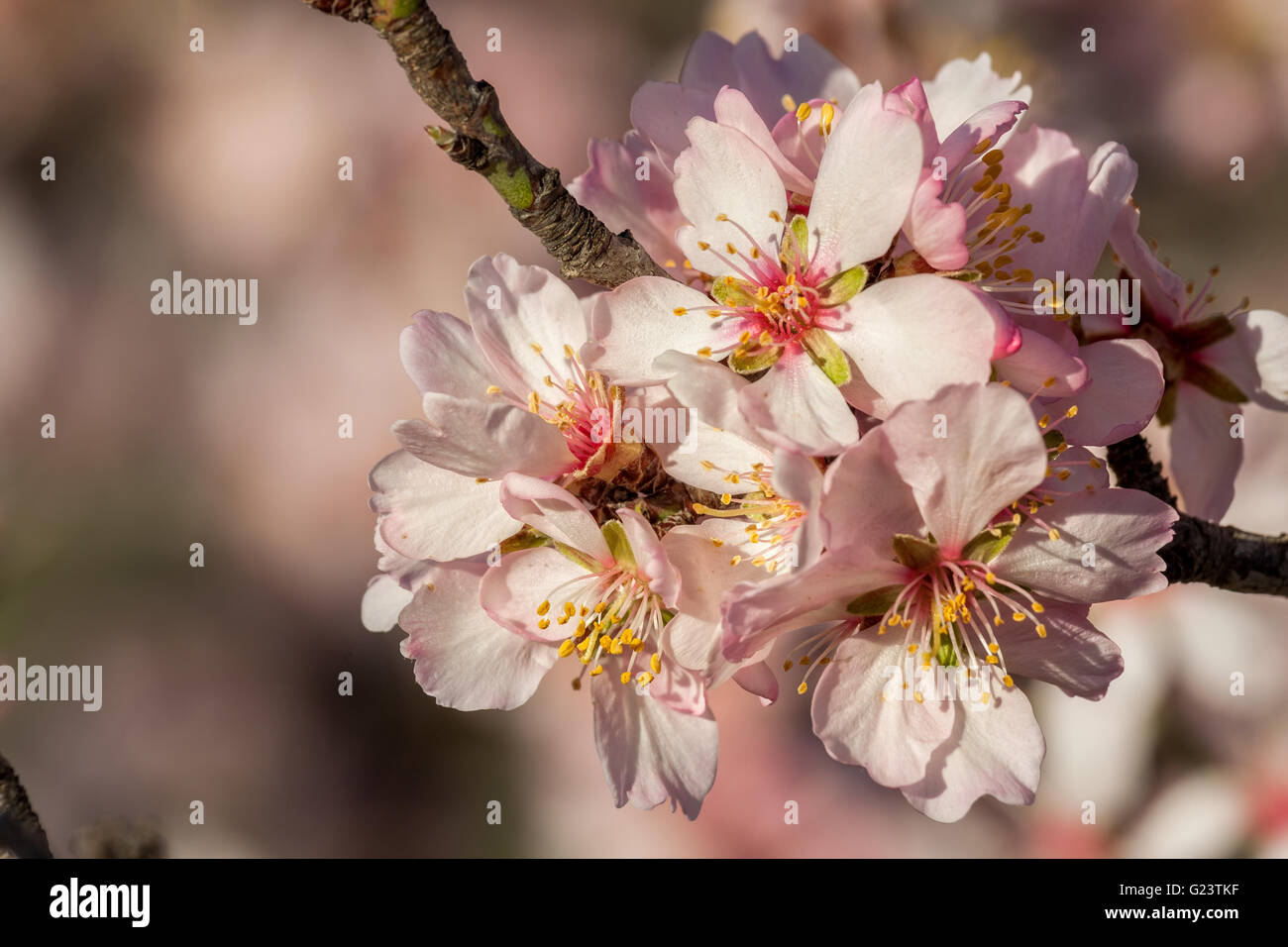 Close up of beautiful almond flowers in spring Stock Photo - Alamy