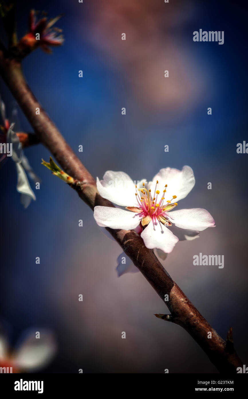 Prune tree hi-res stock photography and images - Alamy