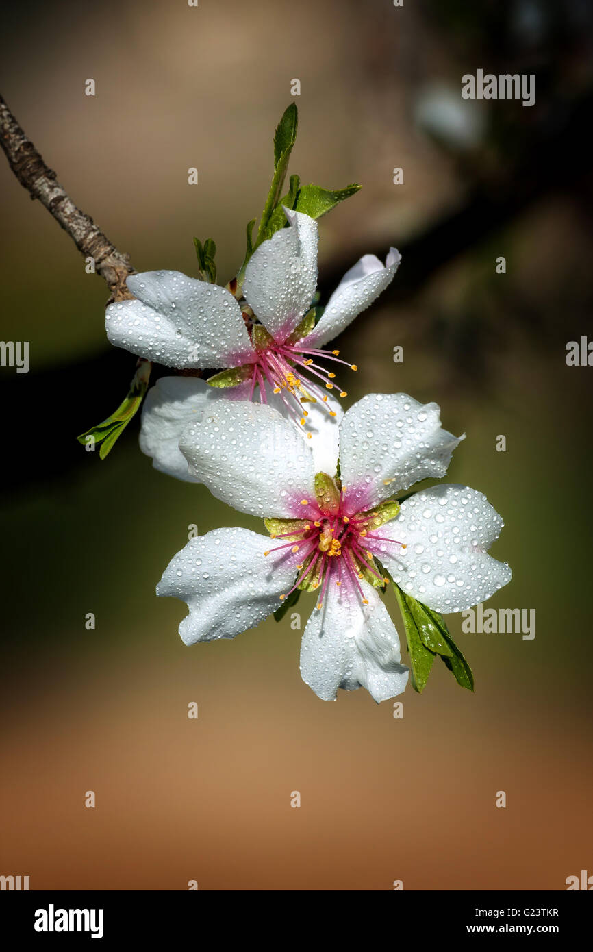 Prune tree hi-res stock photography and images - Alamy