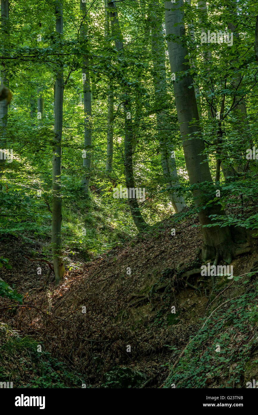 Beech Forest in spring Stock Photo - Alamy