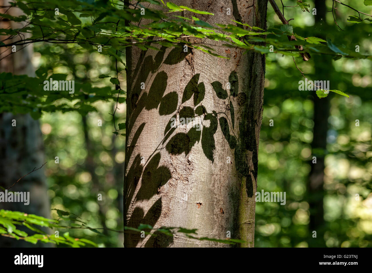 Beech forest in spring hi-res stock photography and images - Alamy