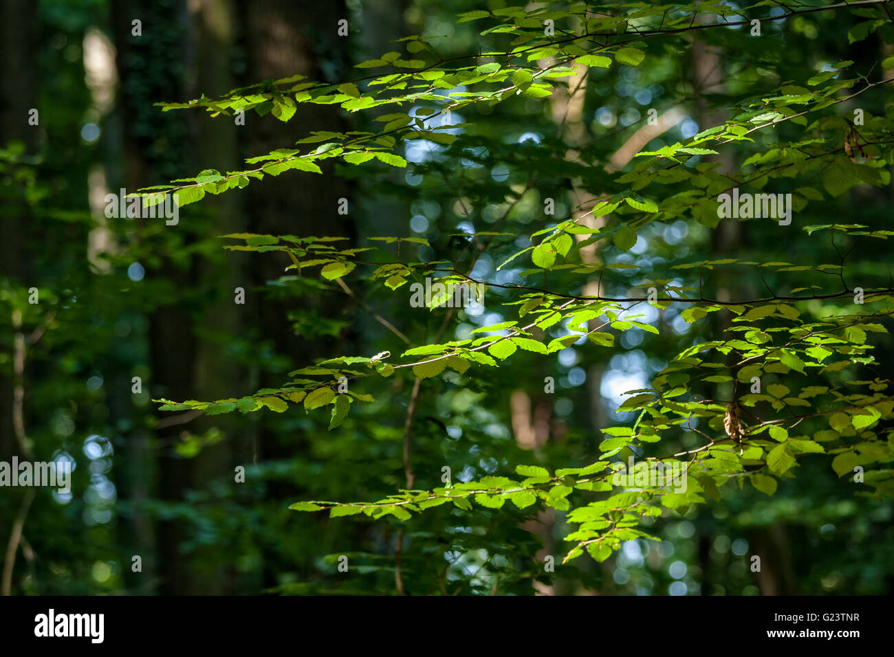 Beech Forest in spring Stock Photo - Alamy