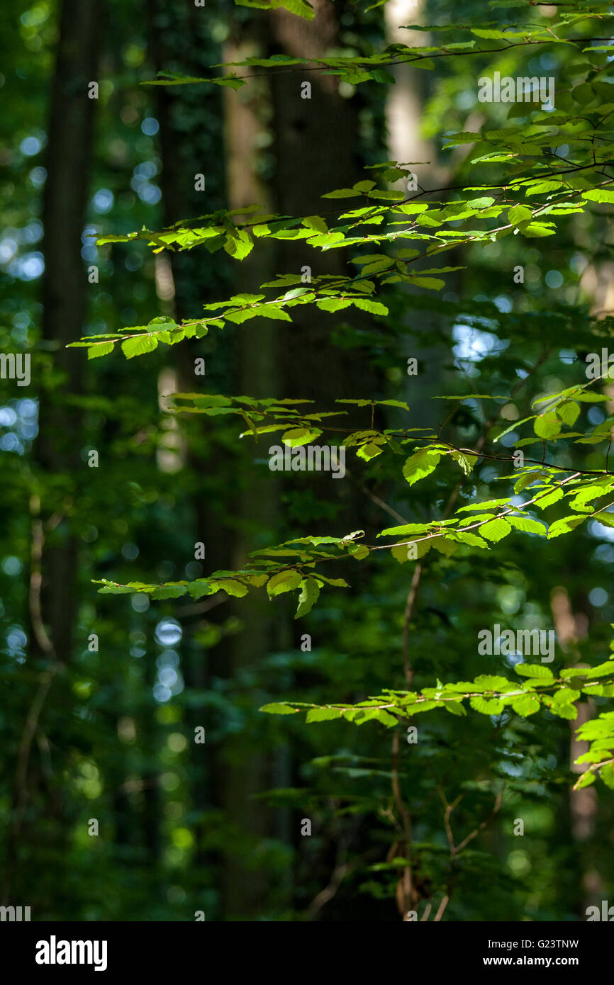 Beech Forest in spring Stock Photo - Alamy