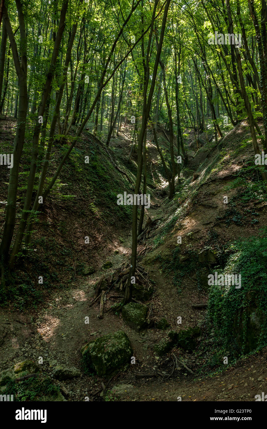 Beech Forest in spring Stock Photo - Alamy