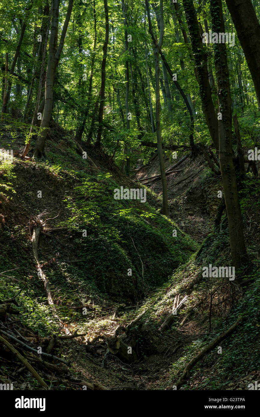 Beech Forest in spring Stock Photo - Alamy