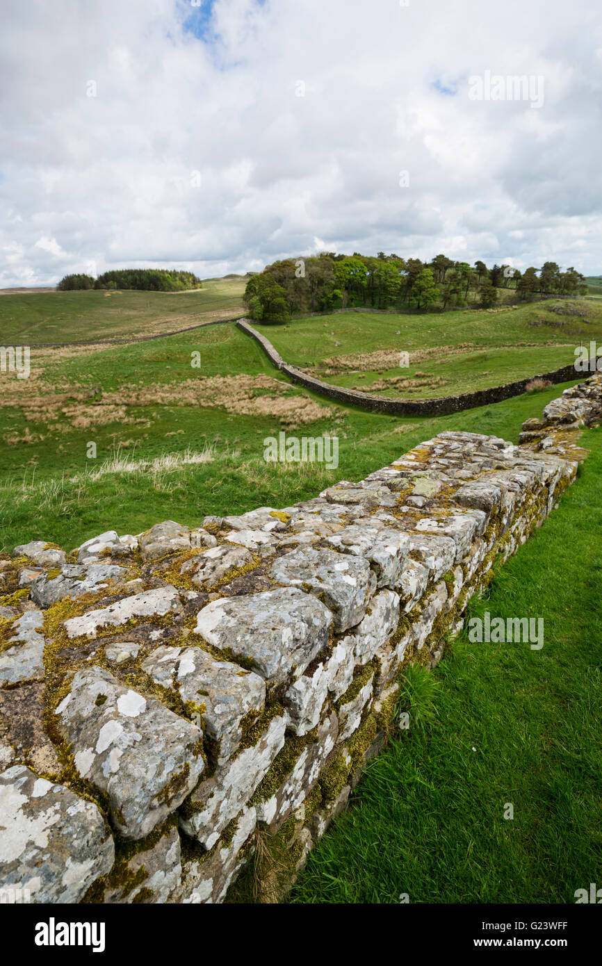 Hadrians wall in Northumberland Stock Photo - Alamy