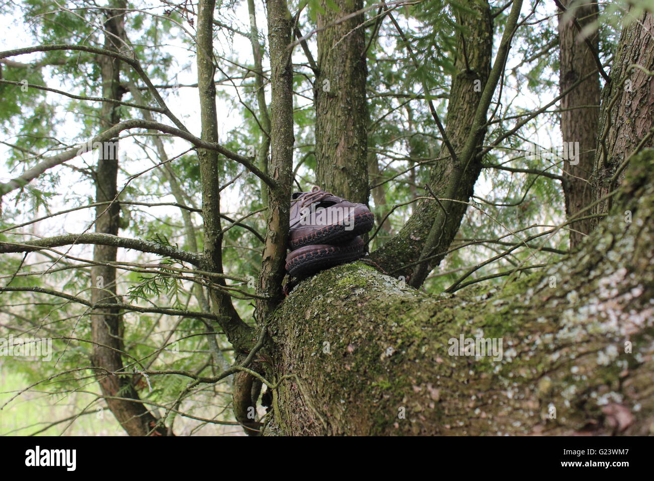 Shoes tree hi-res stock photography and images - Alamy