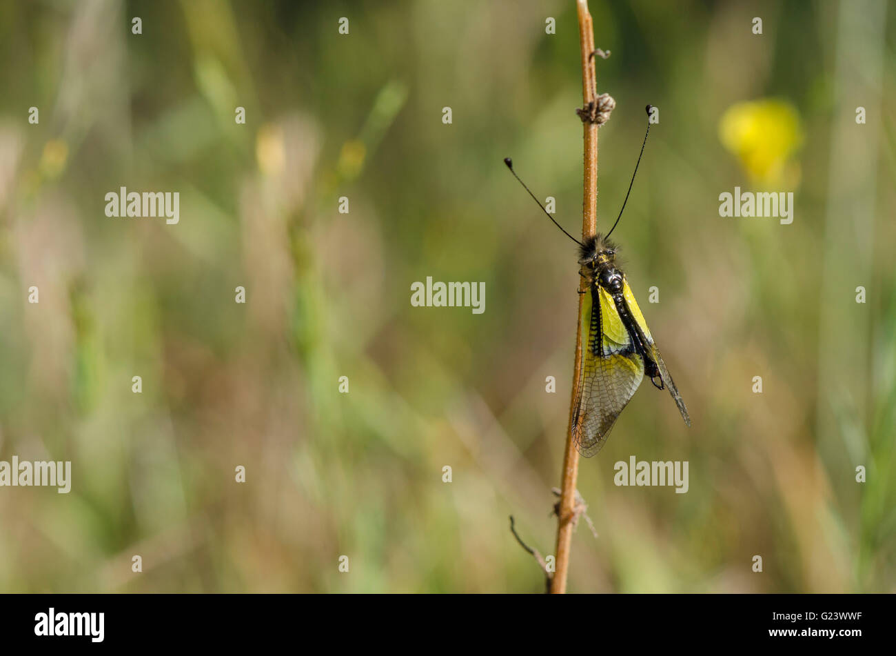 Owl-fly Libelloides baeticus , Ascalaphus libelluloides, insect on ...