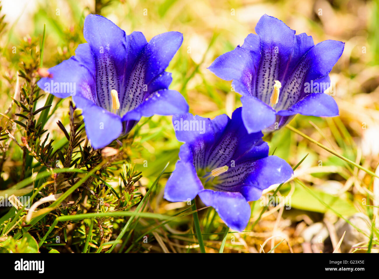 Blue gentian hi-res stock photography and images - Alamy