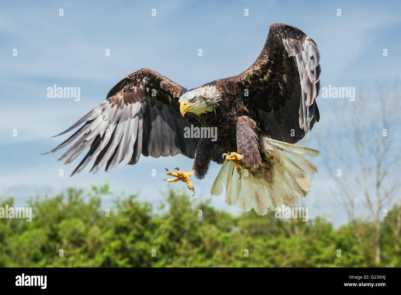 Bald Eagle with its eye on the target Stock Photo - Alamy