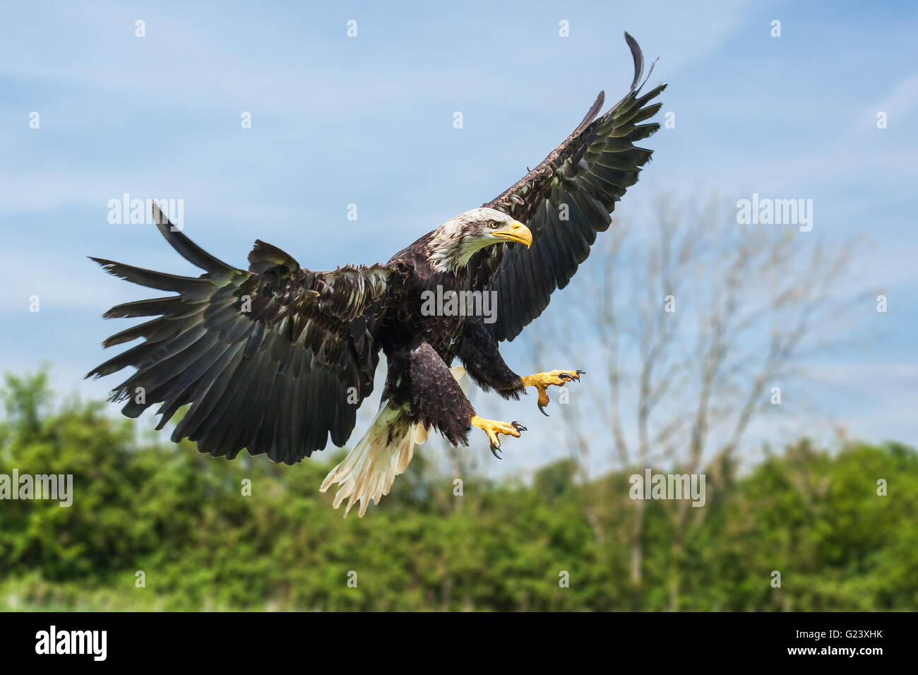 Bald Eagle coming down Stock Photo - Alamy