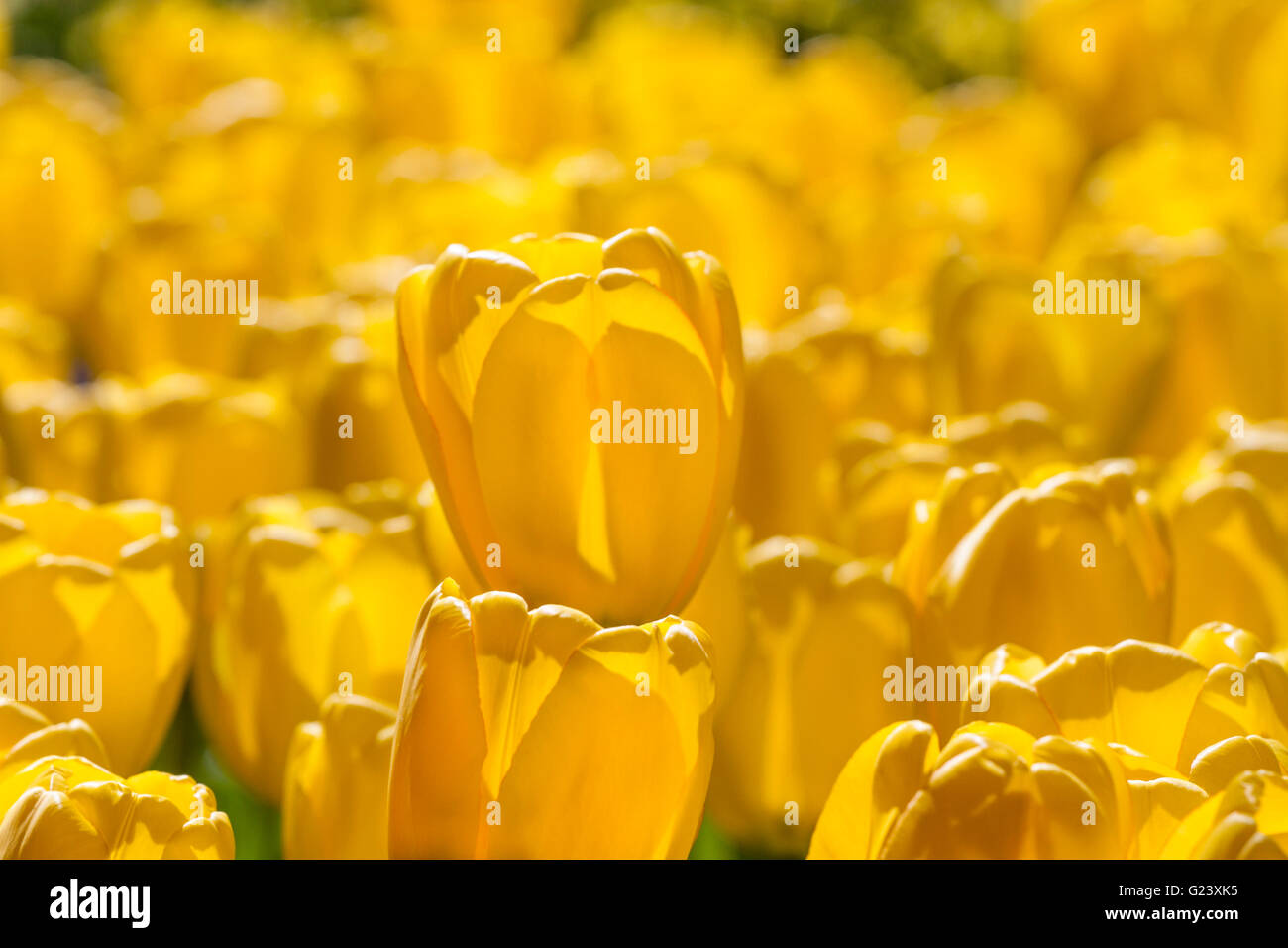 Yellow back lighted tulips macro Stock Photo - Alamy