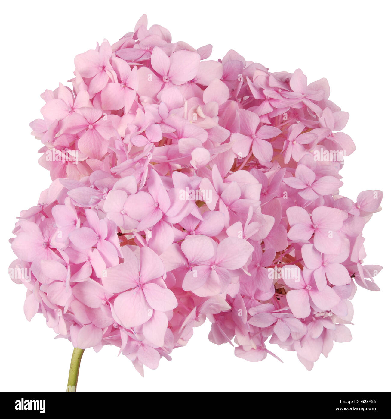 Pink flower hydrangea on white background. Clipping path inside Stock ...