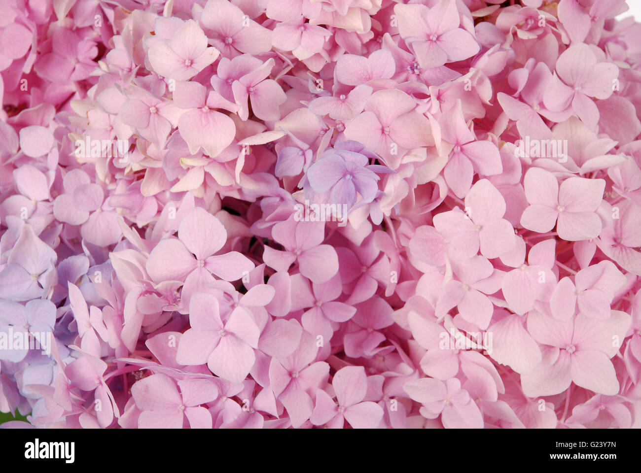 Beautiful Pink hydrangeas flower background. Natural color Stock Photo ...