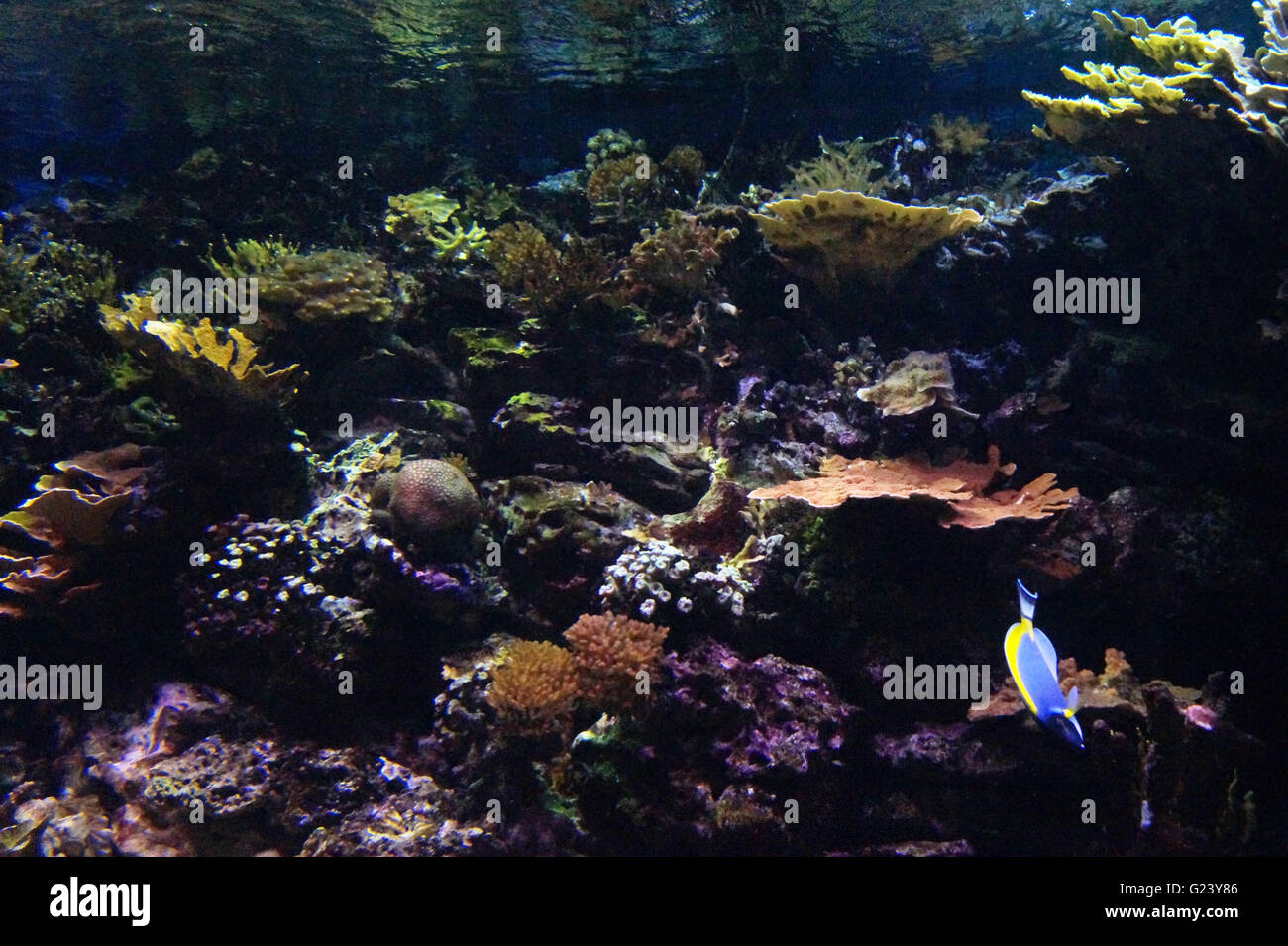 Dory fish tank hi-res stock photography and images - Alamy