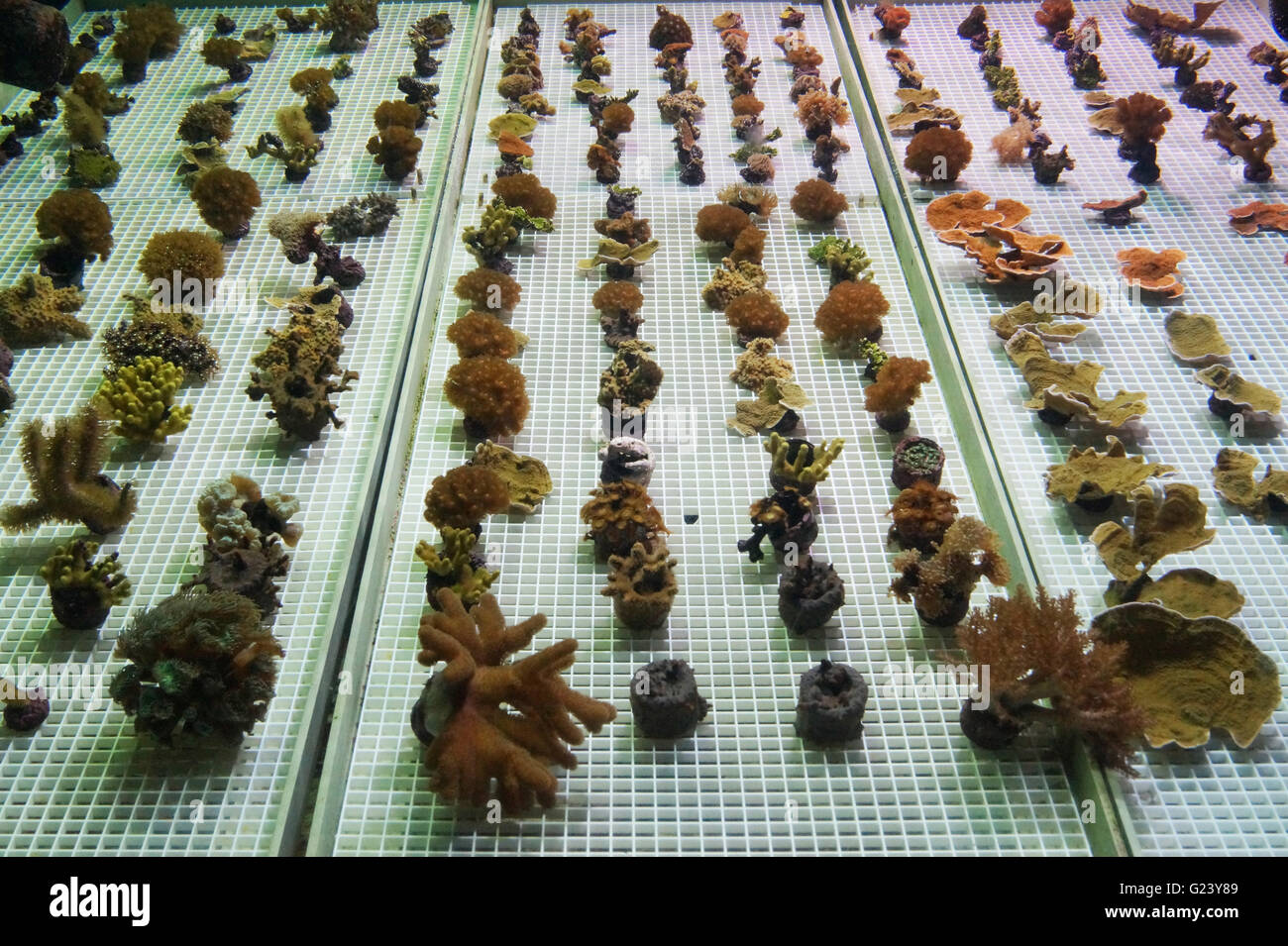 Sea shells on display Stock Photo - Alamy