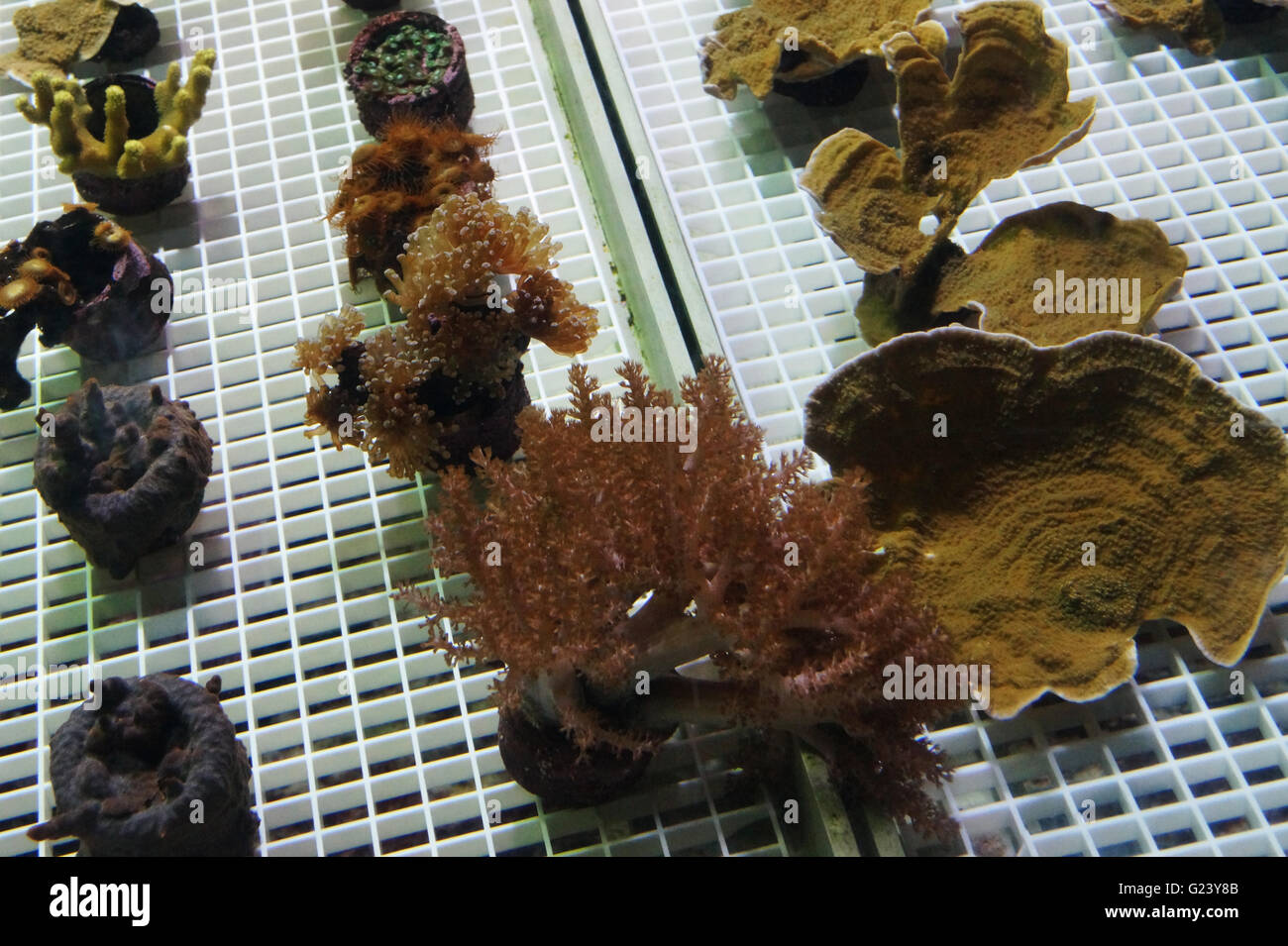 Sea shells on display at the aquarium Stock Photo - Alamy