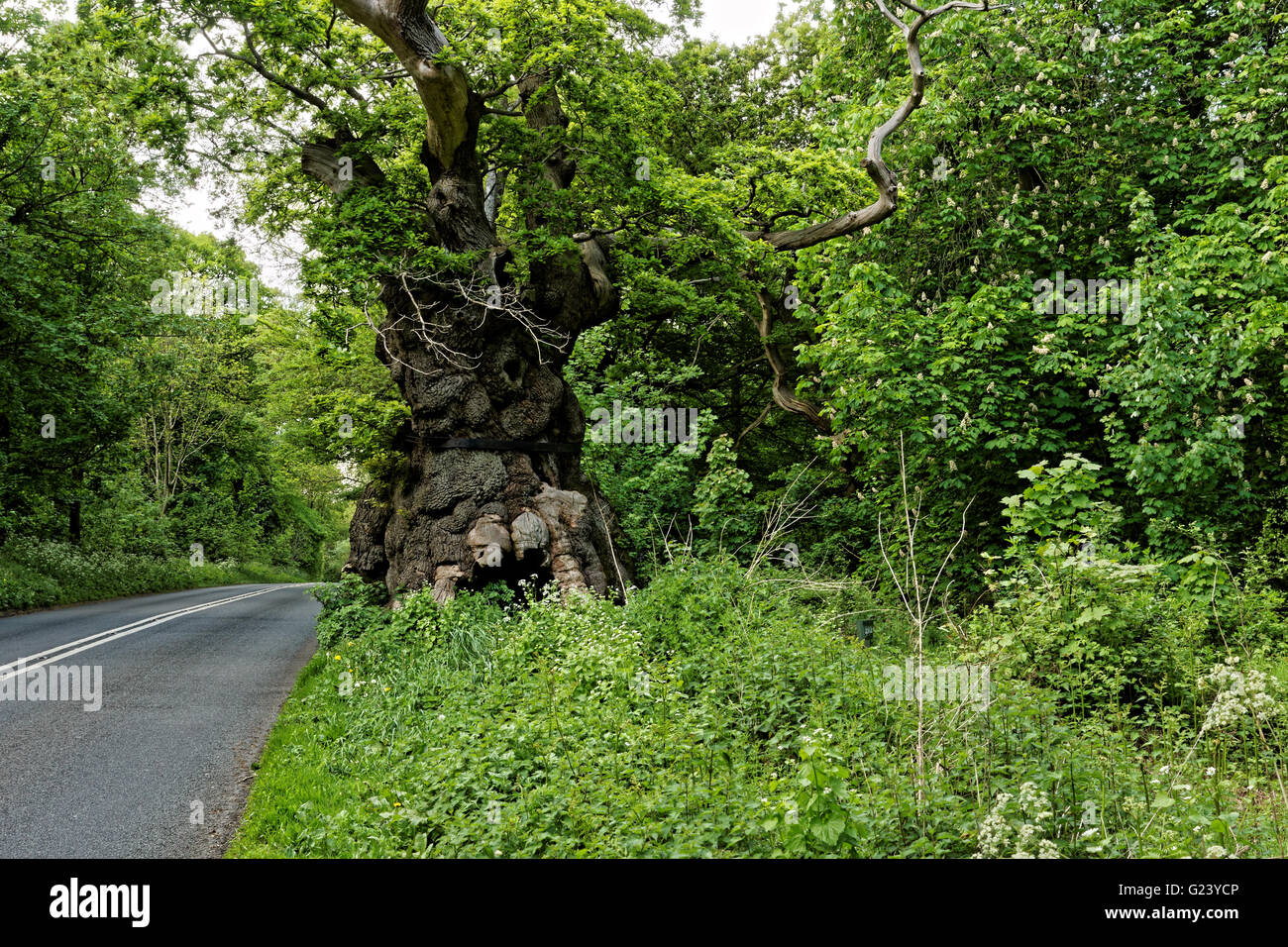 Big Belly oak tree in Savernake Forest Stock Photo - Alamy