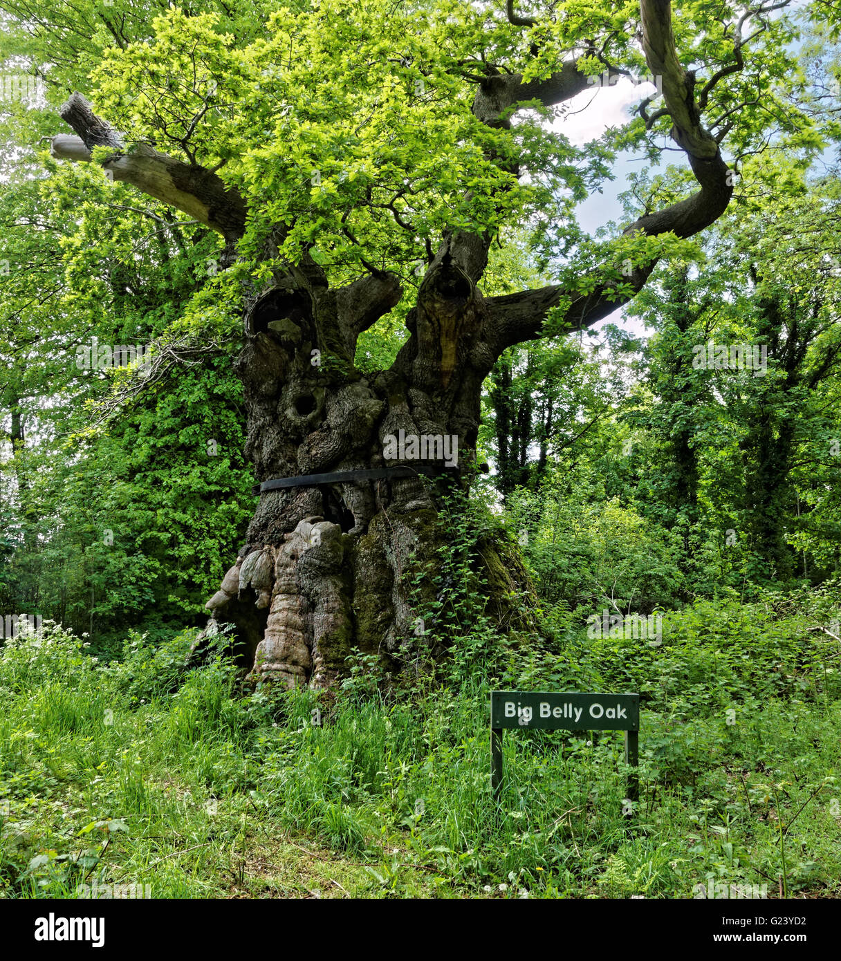 Big Belly oak tree in Savernake Forest Stock Photo - Alamy