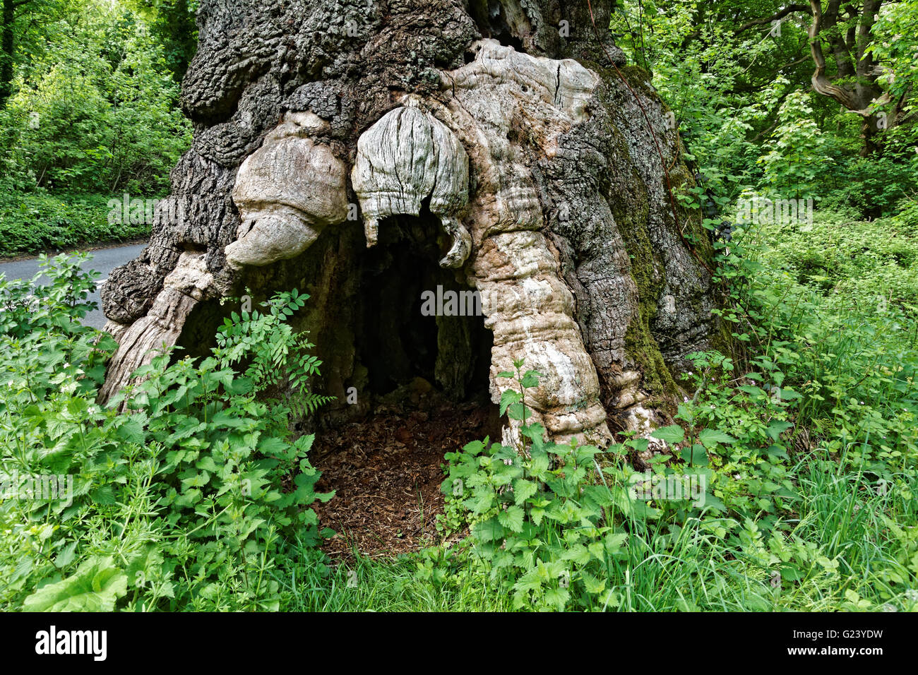 Sessile oak trees in hi-res stock photography and images - Alamy