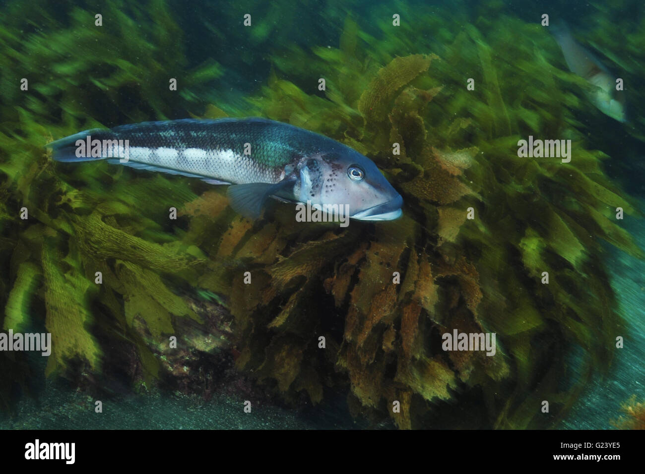Blue cod Parapercis colias gliding through the kelp forest Stock Photo ...
